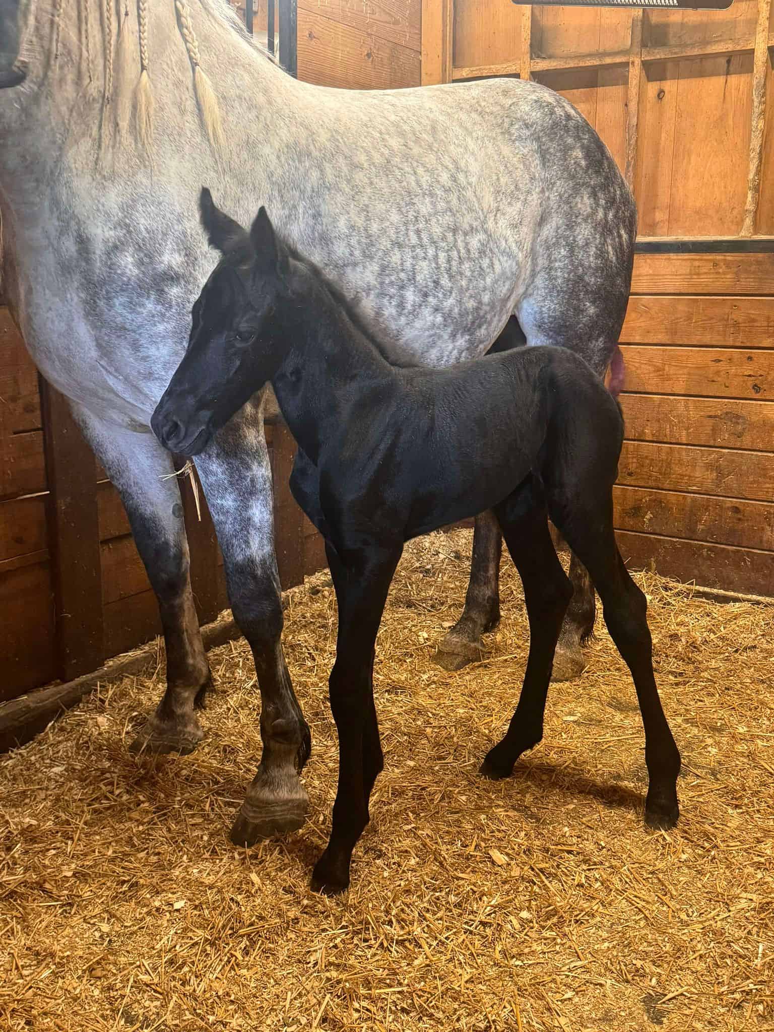 Mare Breeding FAQ: 9 Frequently Asked Questions You Need to Know - The ...